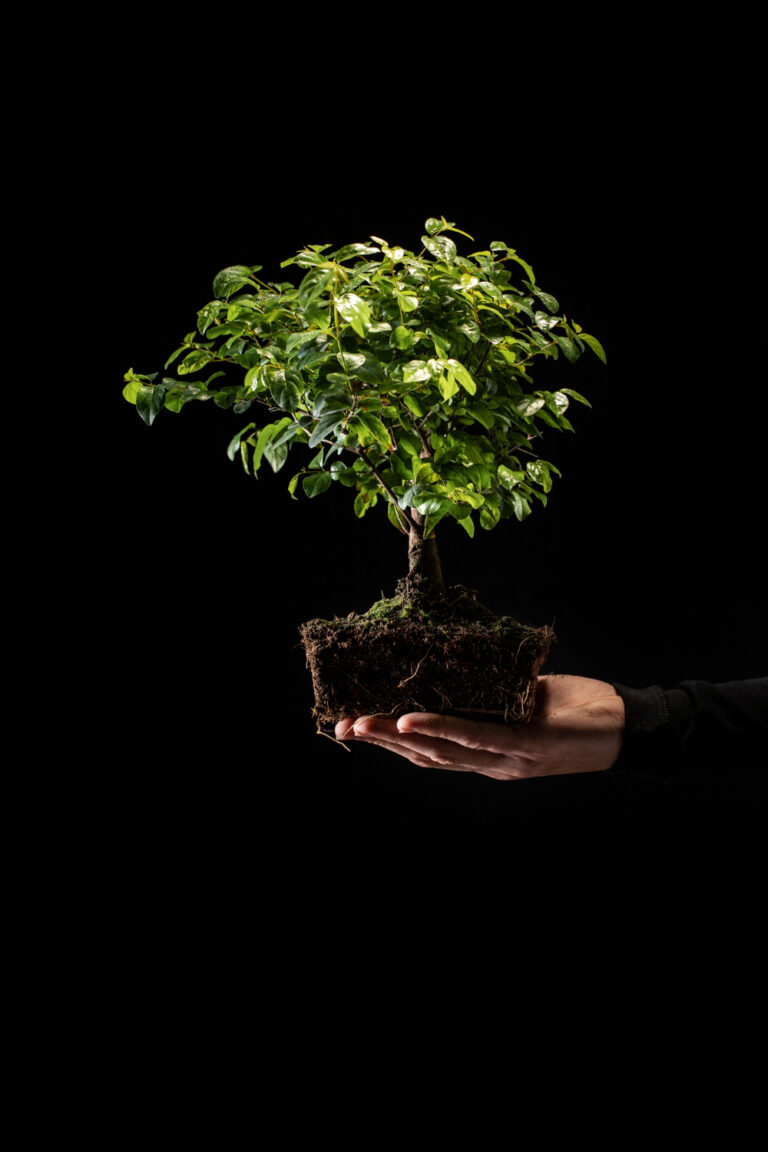 About TreesRX | Get To Know Us